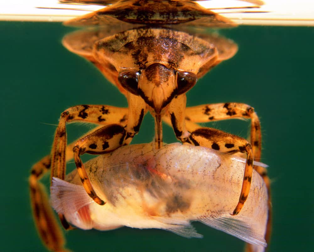 Weird And Wild Bug Names Green Pest Services Weird And Wild Bug Names Green Pest Services