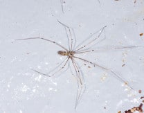 Research Cellar Spider: Green Pest Services