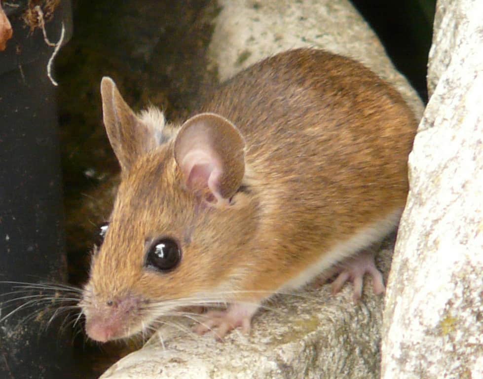 Research Deer Mice Green Pest Services Research Deer Mice Green Pest Services