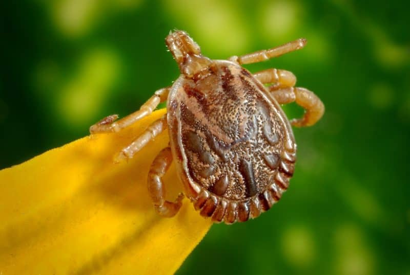 Northern Virginia Pest Control Experts