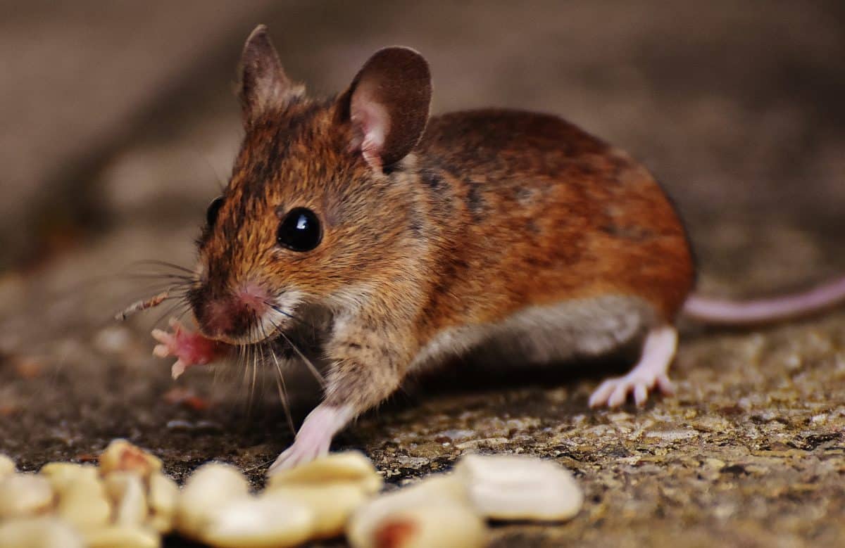 Northern Virginia Rodent Control: Green Pest Services