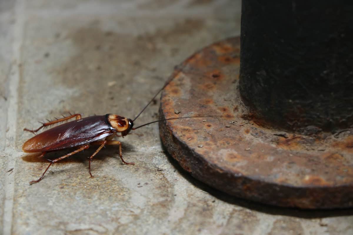 Research American Roaches: Green Pest Services