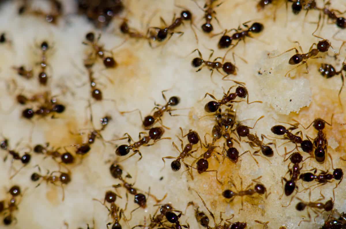 Investigate Argentine Ant: Green Pest Services