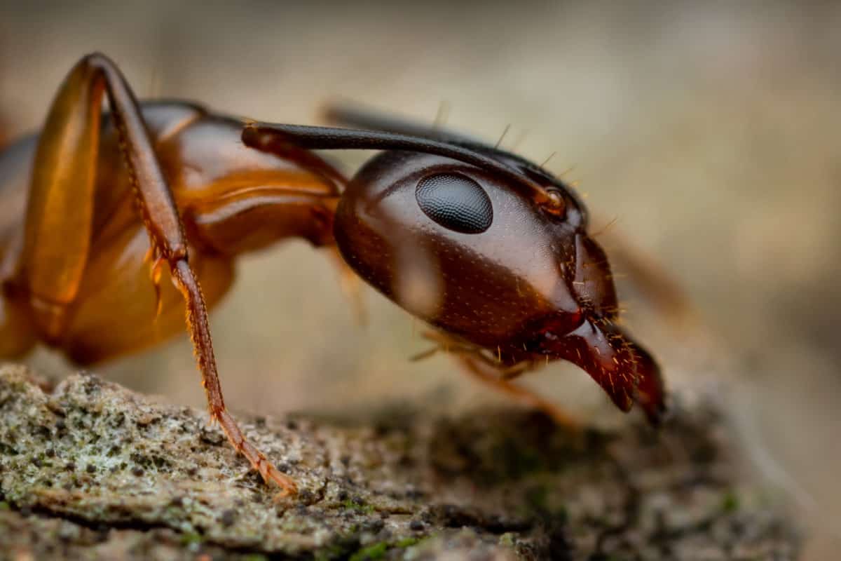 Investigate Argentine Ant: Green Pest Services