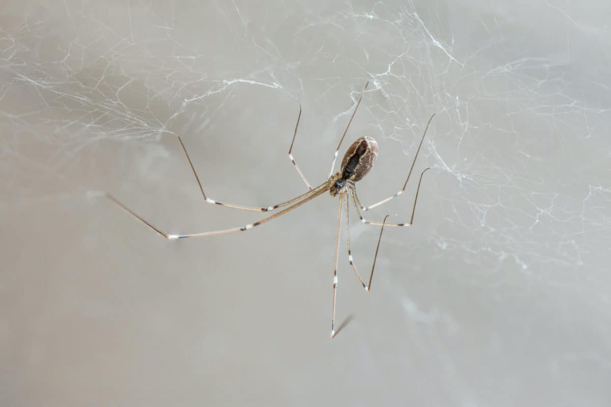 Research Cellar Spider: Green Pest Services