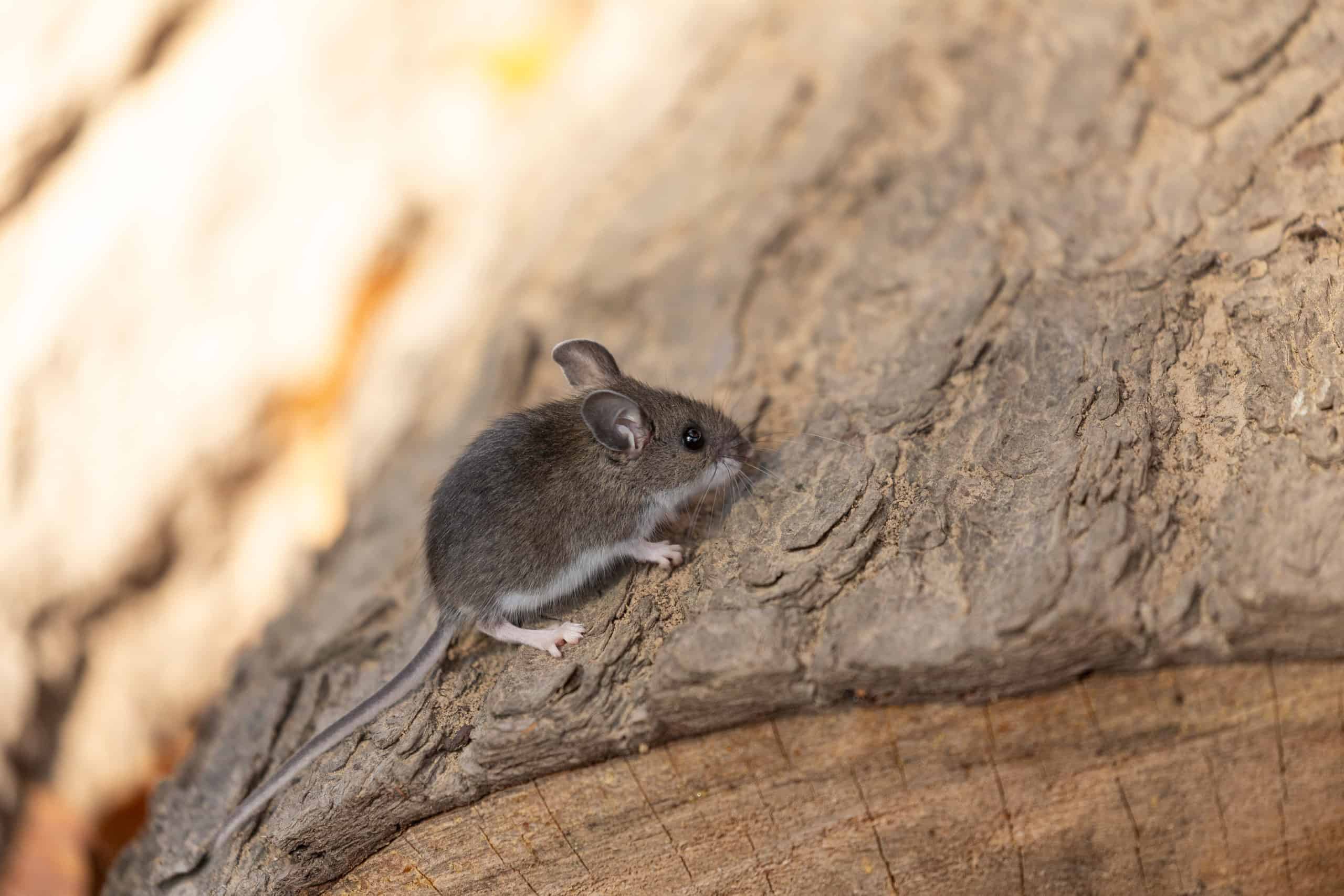 Research Deer Mice Green Pest Services Research Deer Mice Green Pest Services