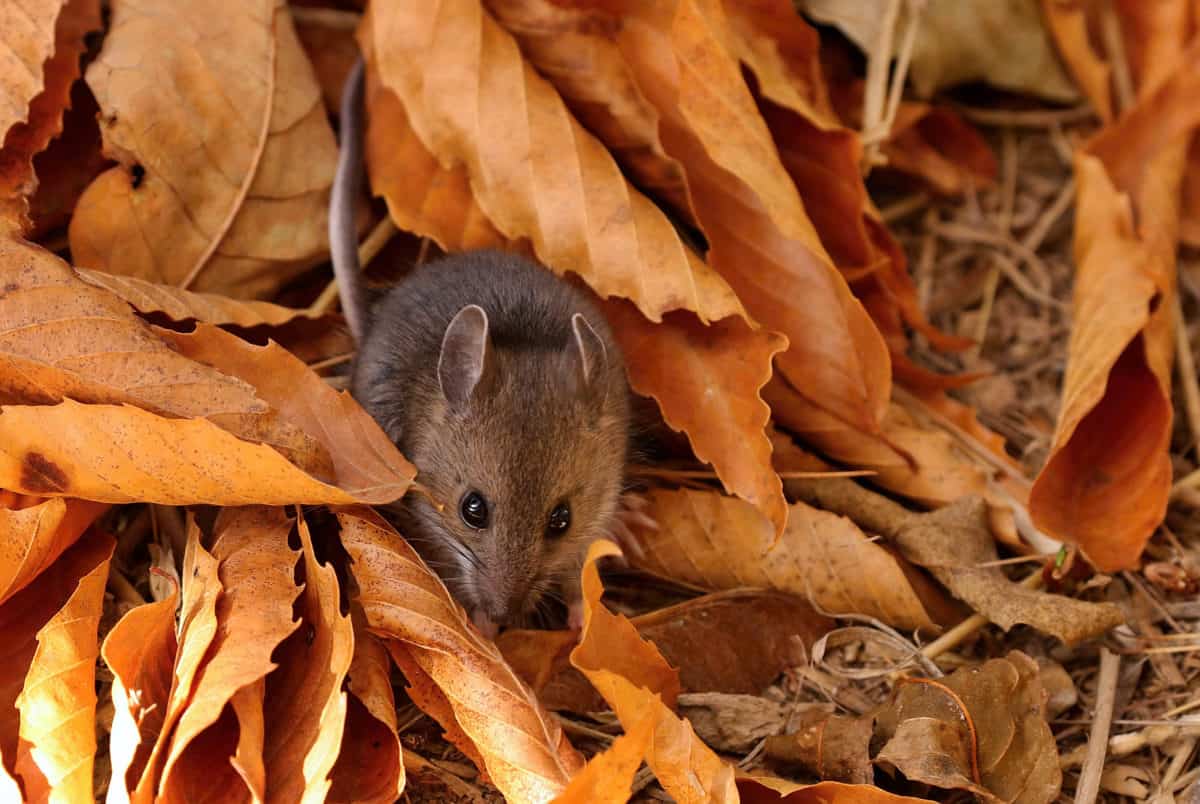 Research Deer Mice: Green Pest Services