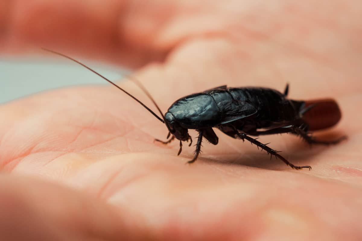Research Oriental Cockroaches Green Pest Services