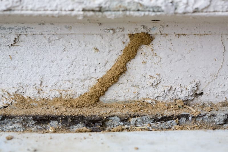 Northern Virginia Termite Control: Green Pest Services