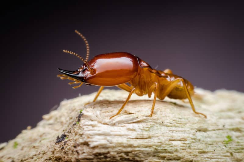 Northern Virginia Termite Control: Green Pest Services