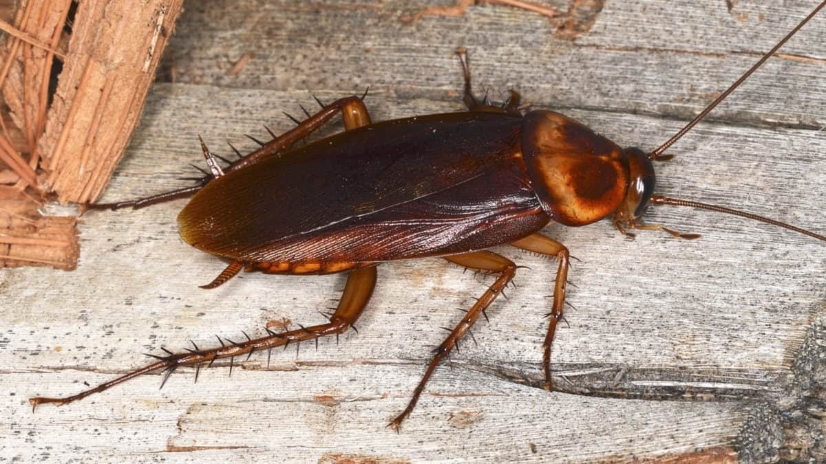 Research American Roaches: Green Pest Services