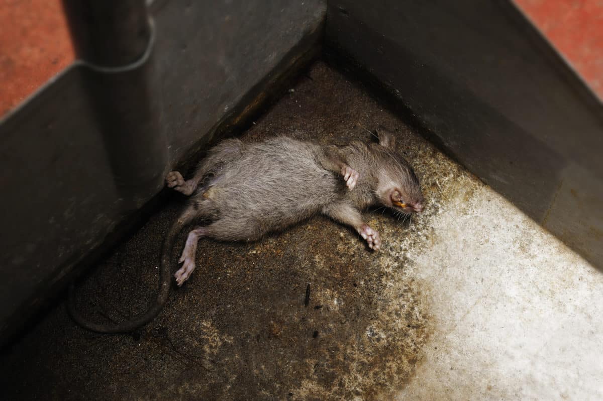 Northern Virginia Rodent Control: Green Pest Services