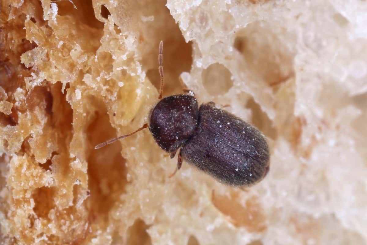 Research Drugstore and Cigarette Beetle: Green Pest Services