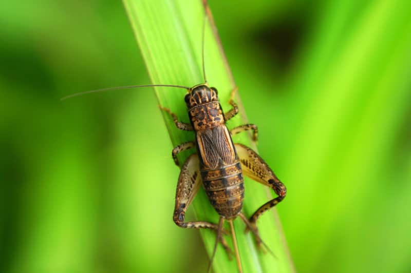 Research Crickets: Green Pest Services