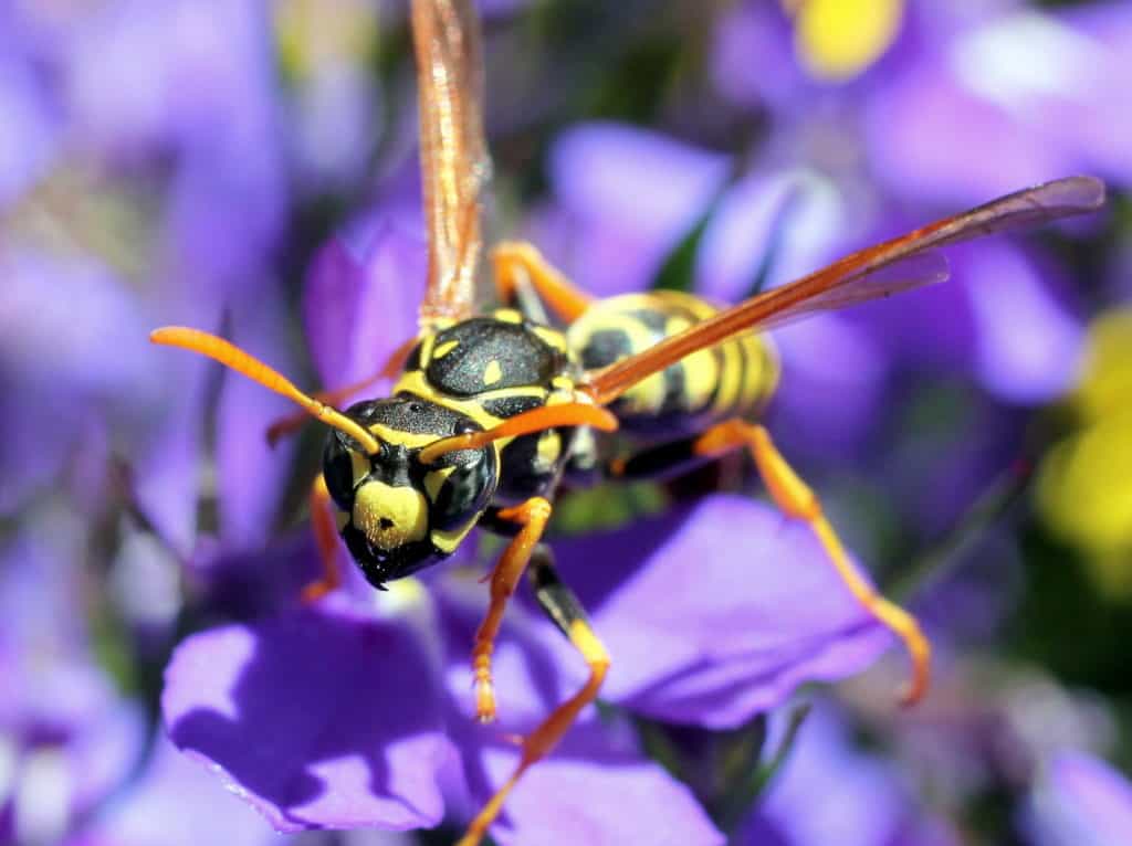 5 Crazy Cool Wasp Abilities