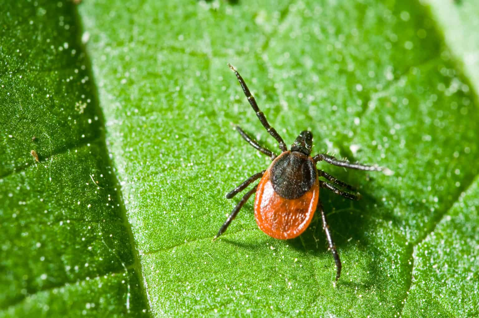 3 Most Common Ticks in Virginia