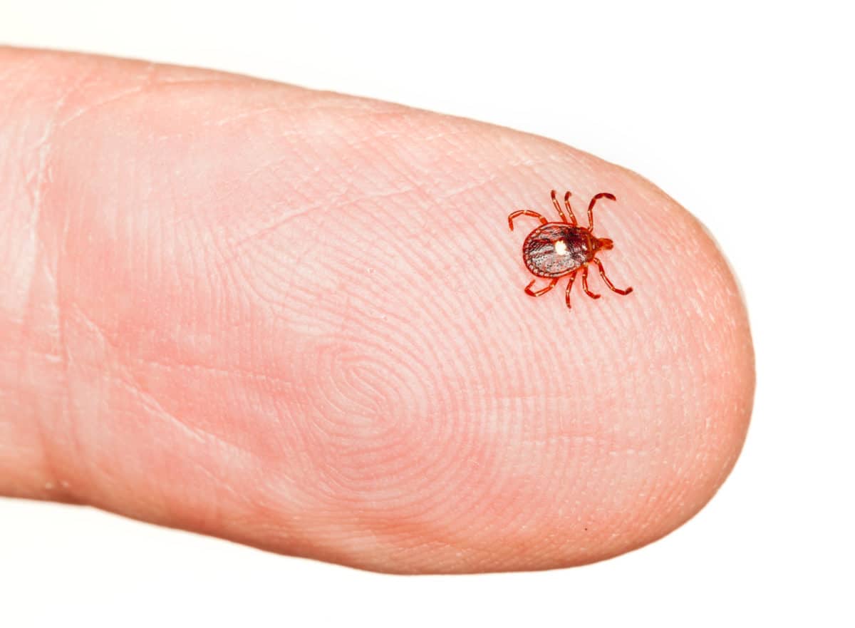 3 Most Common Ticks in Virginia