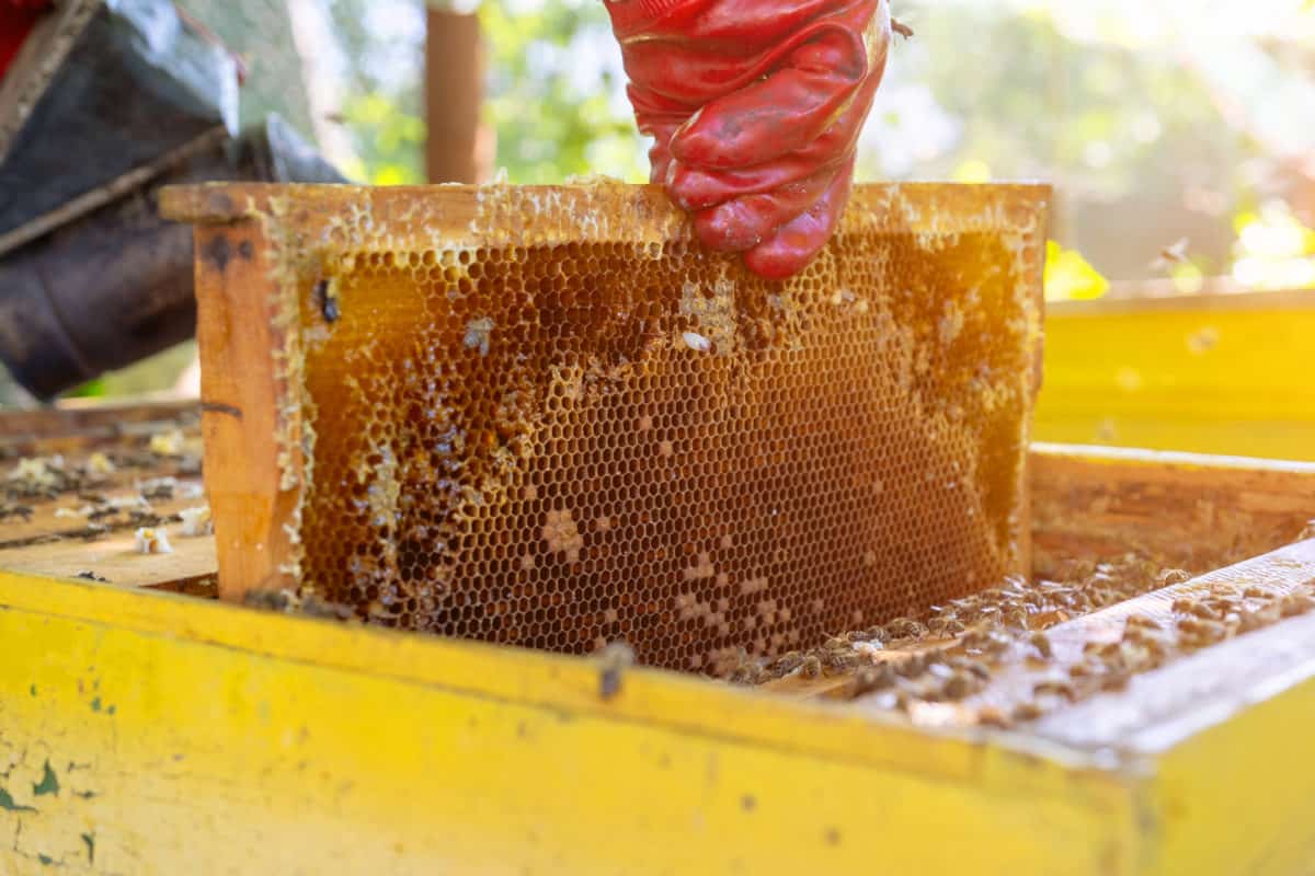 Identifying Different Bee Nests