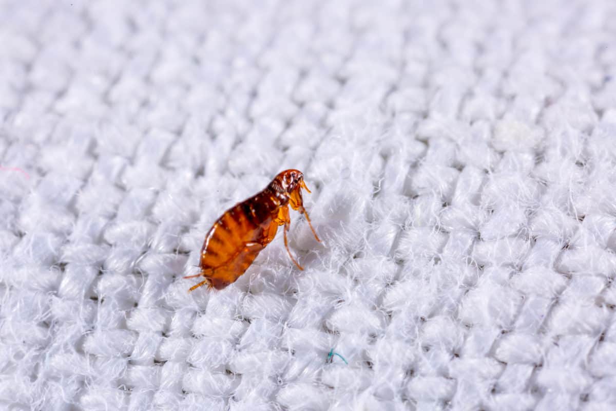 Problematic Parasites – Fleas and Their Dangers