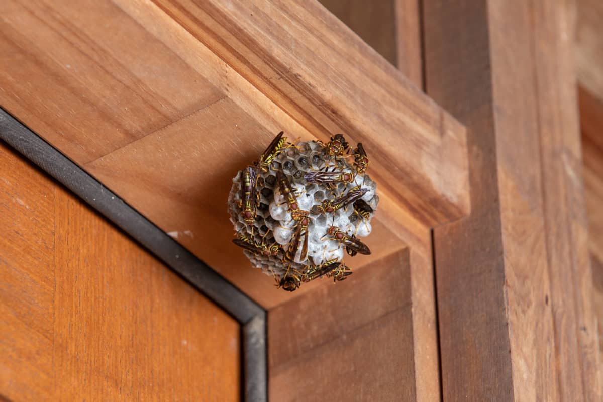 Three Most Common Indoor and Outdoor Pests