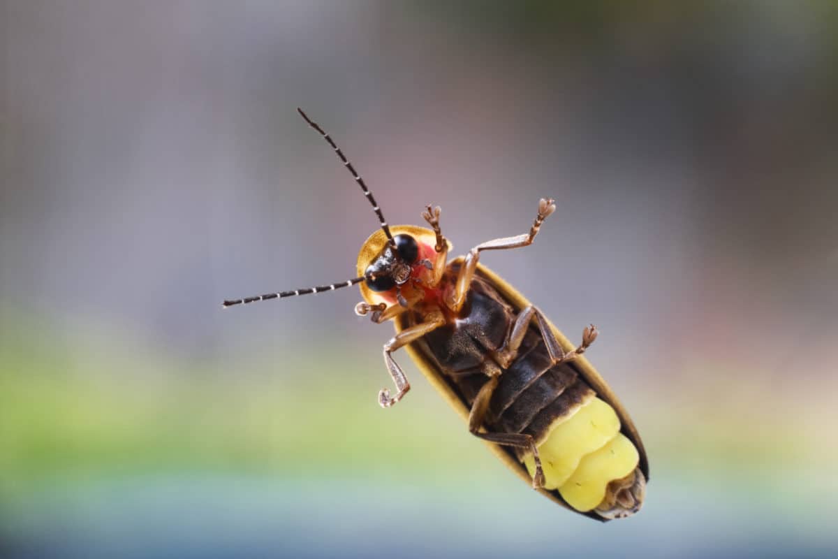 Why Do Some Insects Glow?