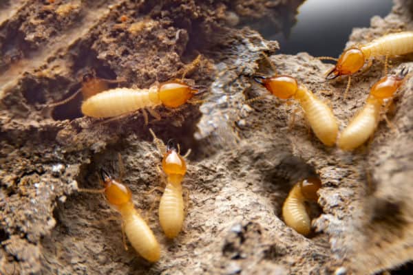 How Fast Can Termites Destroy a Home?