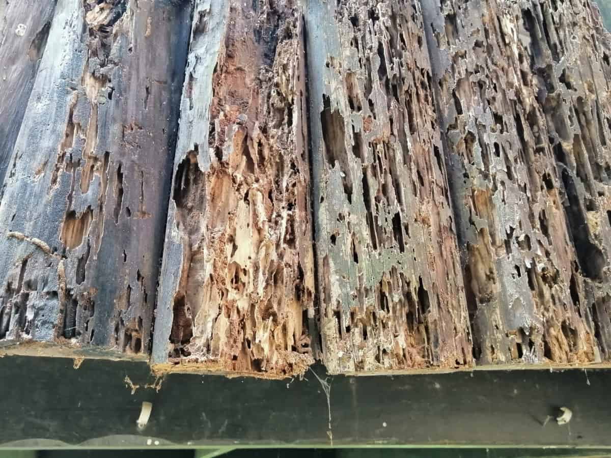 How Fast Can Termites Destroy a Home?