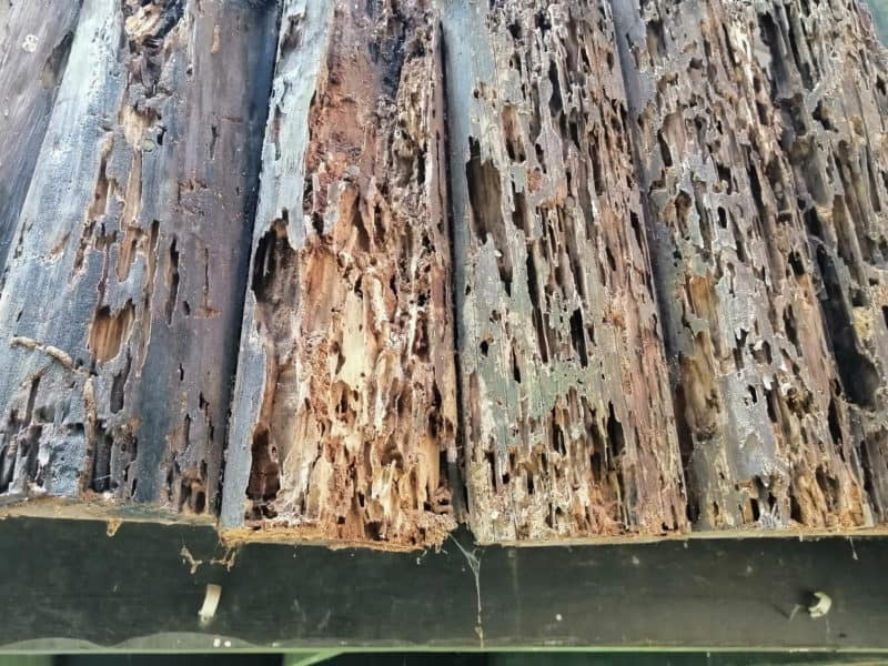 How Fast Can Termites Destroy a Home?