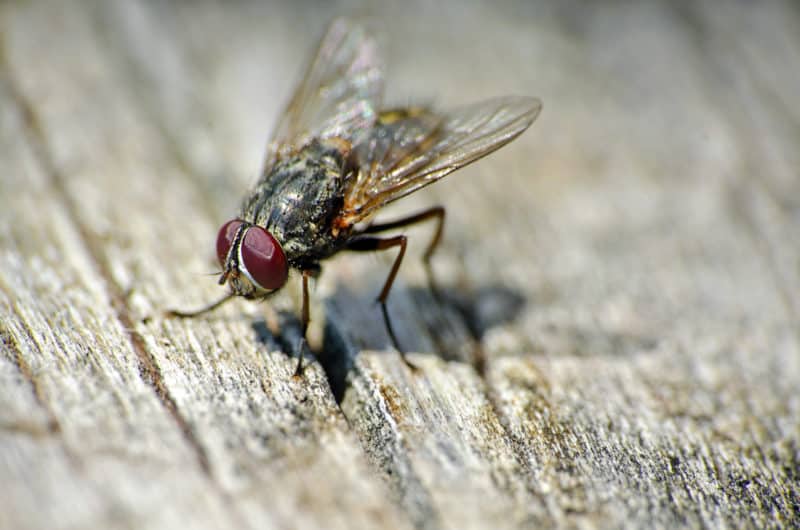 Why are Flies so Hard to Hit with Swatters?
