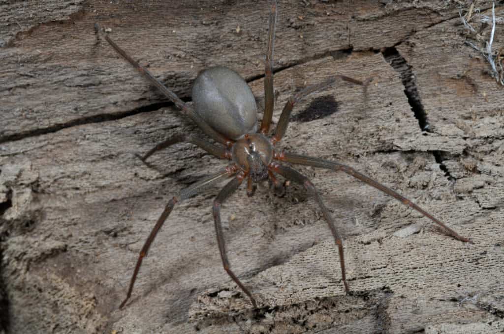 Dangers of the Brown Recluse
