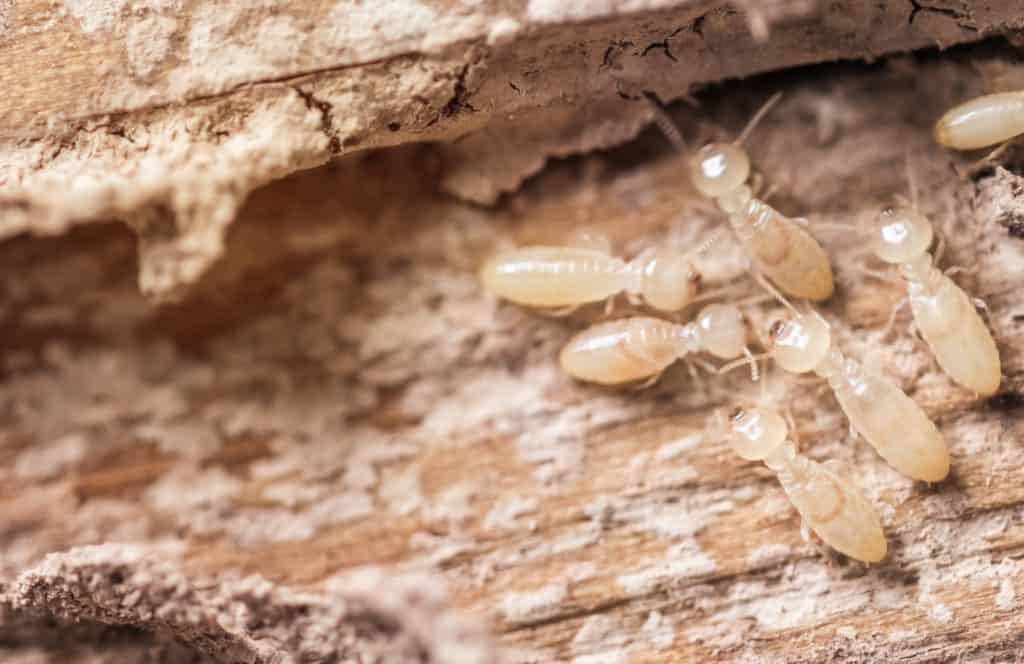 A Guide to Termites on the East Coast