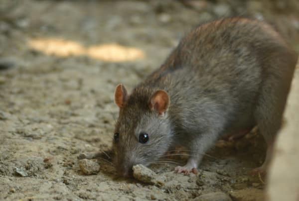 How Powerful are Rat’s Noses?