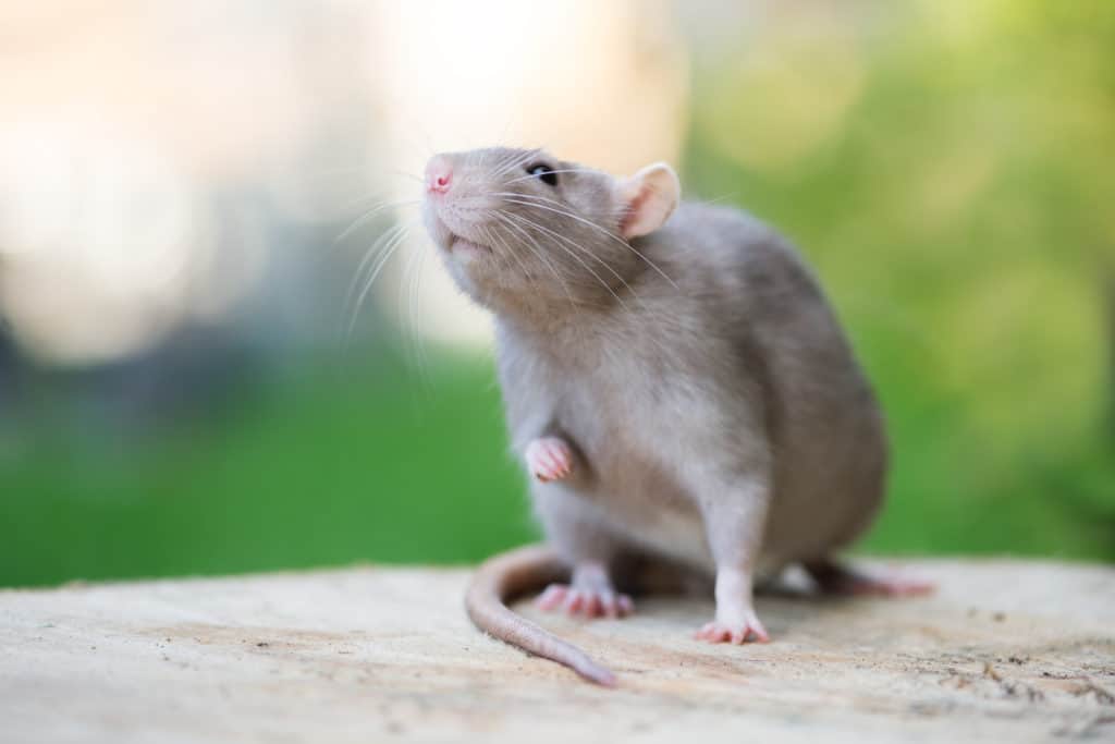 How Powerful are Rat’s Noses?