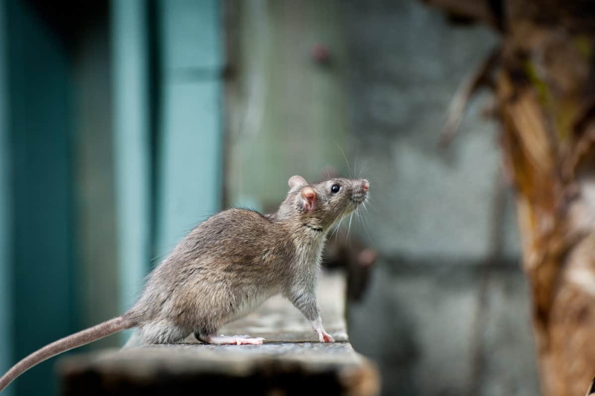 How Powerful are Rat’s Noses?