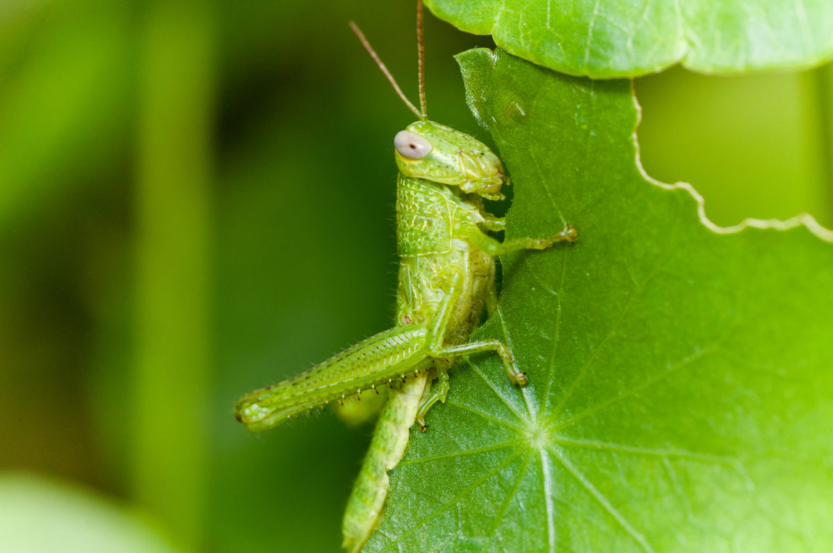 Crickets vs. Grasshoppers vs. Locusts - What's the Difference?