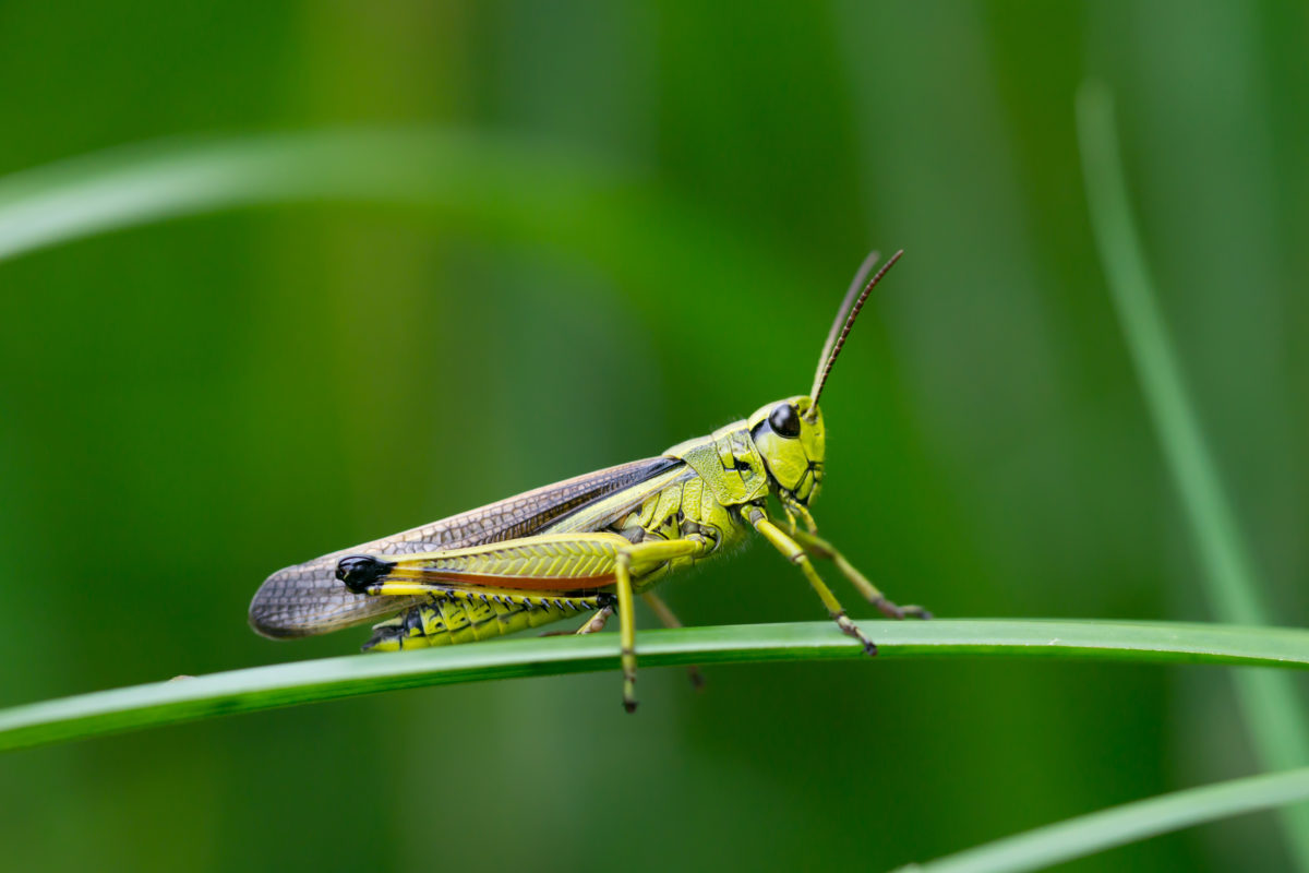 Crickets vs. Grasshoppers vs. Locusts - What's the Difference?