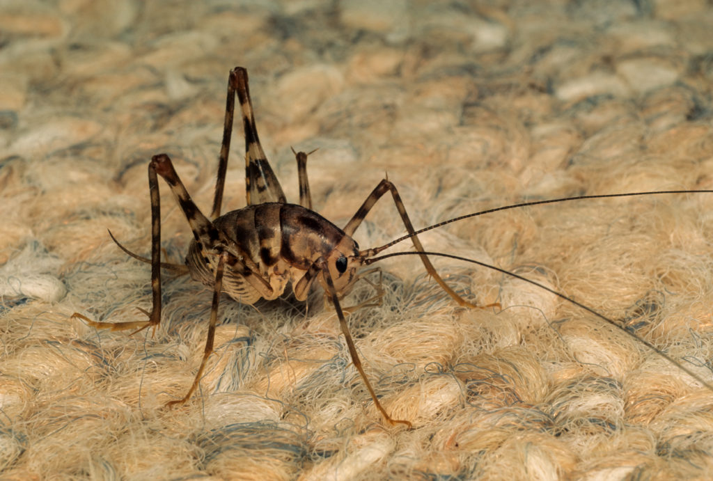 3 Most Common Crickets in Virginia
