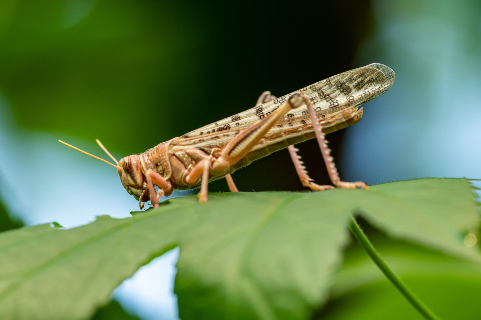 Crickets vs. Grasshoppers vs. Locusts - What's the Difference?