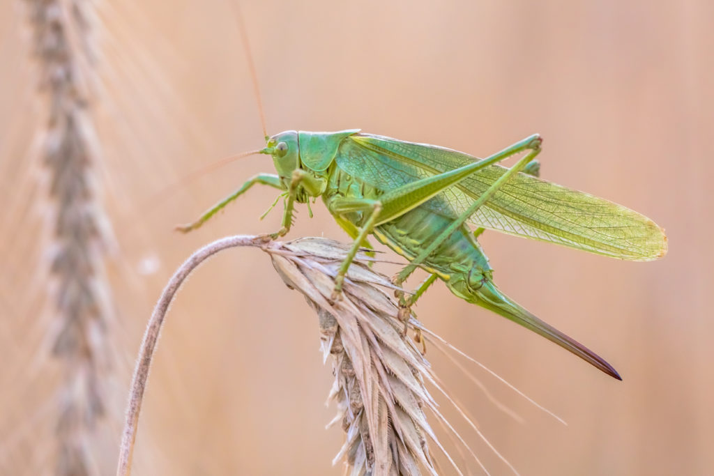 Crickets vs. Grasshoppers vs. Locusts - What's the Difference?