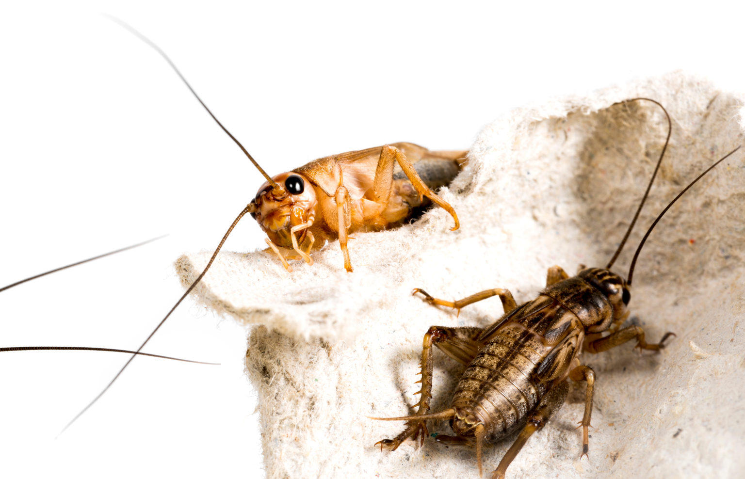 Crickets vs. Grasshoppers vs. Locusts - What's the Difference?
