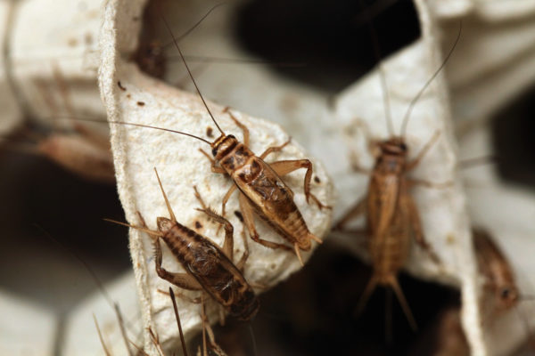 Crickets vs. Grasshoppers vs. Locusts - What's the Difference?
