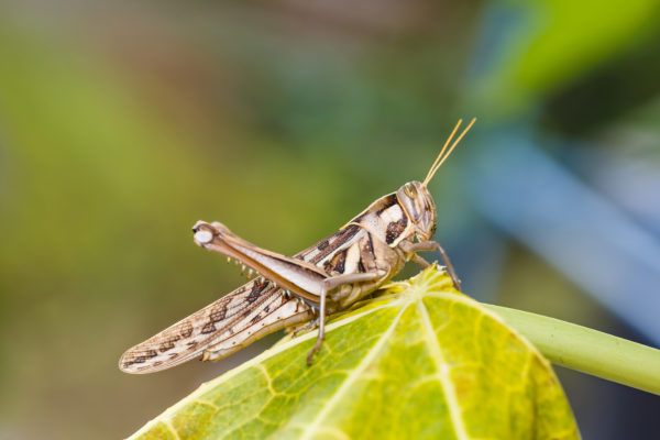 Crickets vs. Grasshoppers vs. Locusts - What's the Difference?
