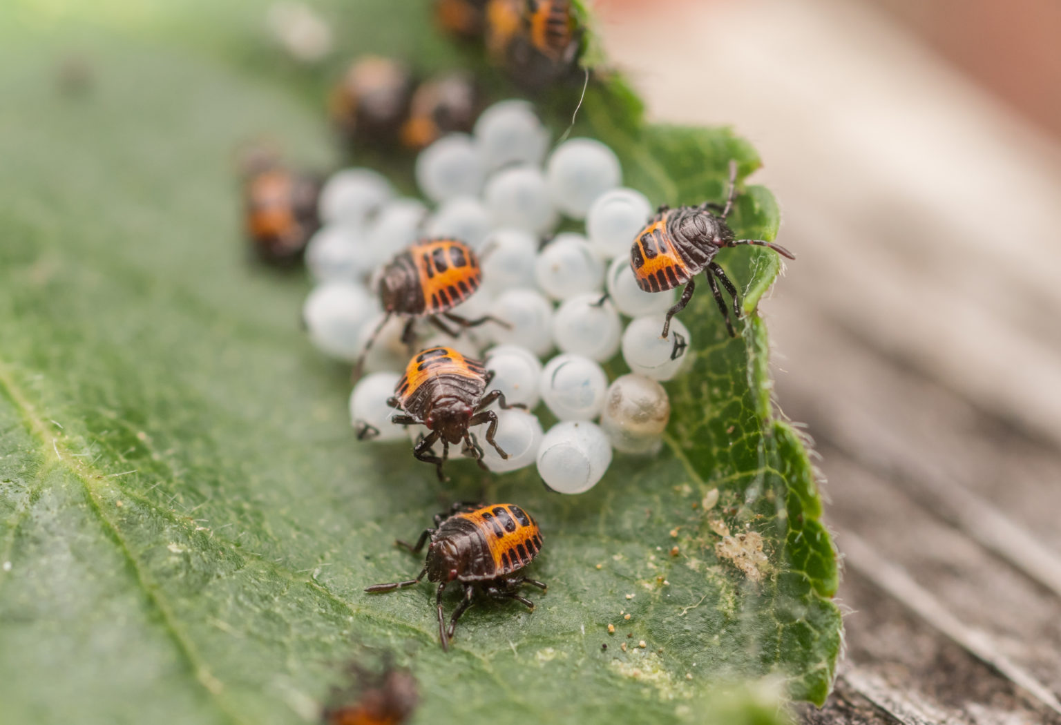 Life Cycles of Stink Bugs