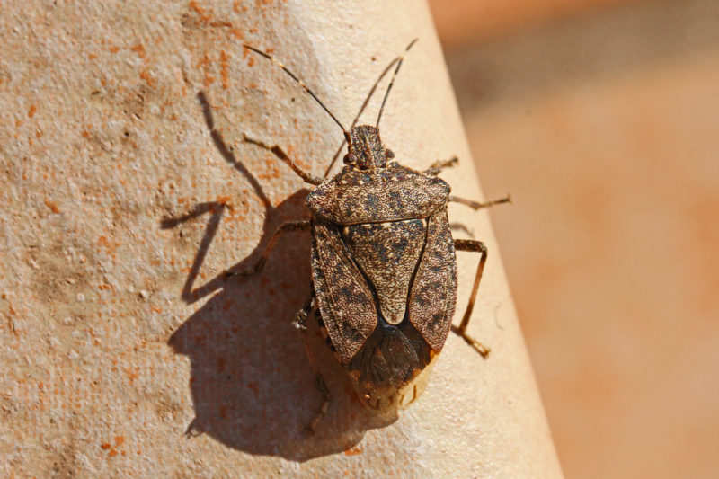 Life Cycles of Stink Bugs