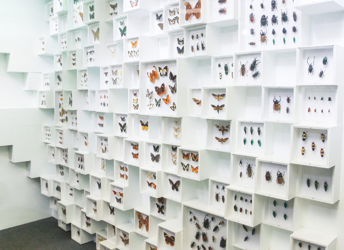 How Many Insects are There?
