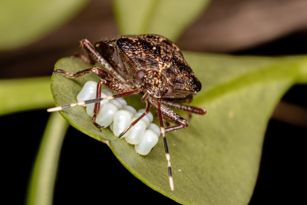 Life Cycles of Stink Bugs