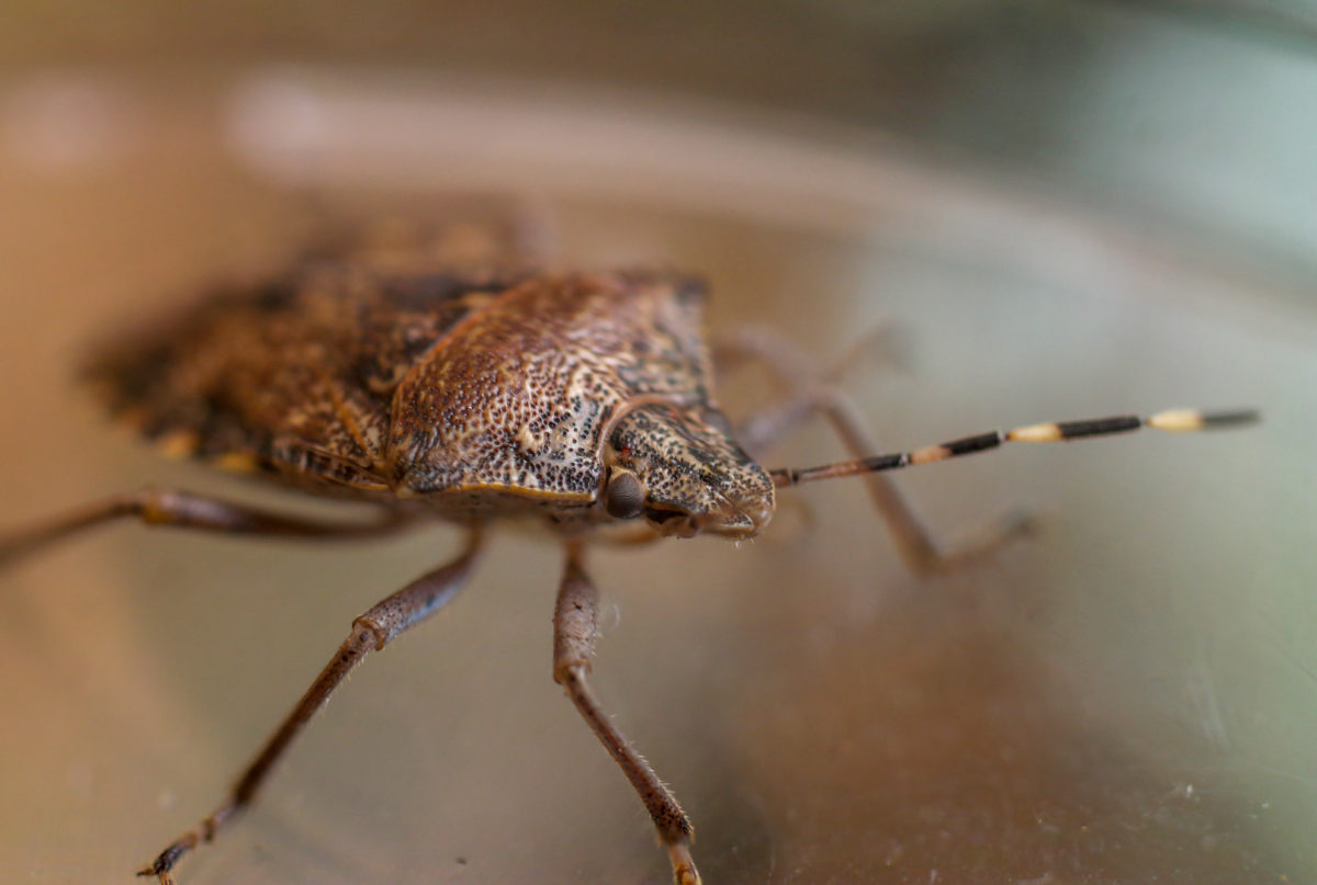 Life Cycles of Stink Bugs