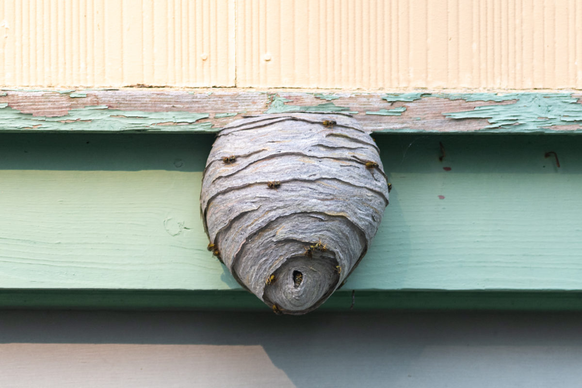 Do Fake Wasp Nests Work?