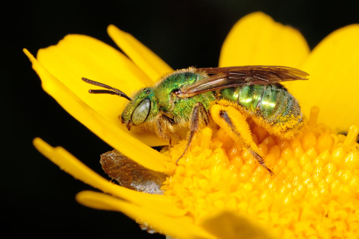 What are Sweat Bees?