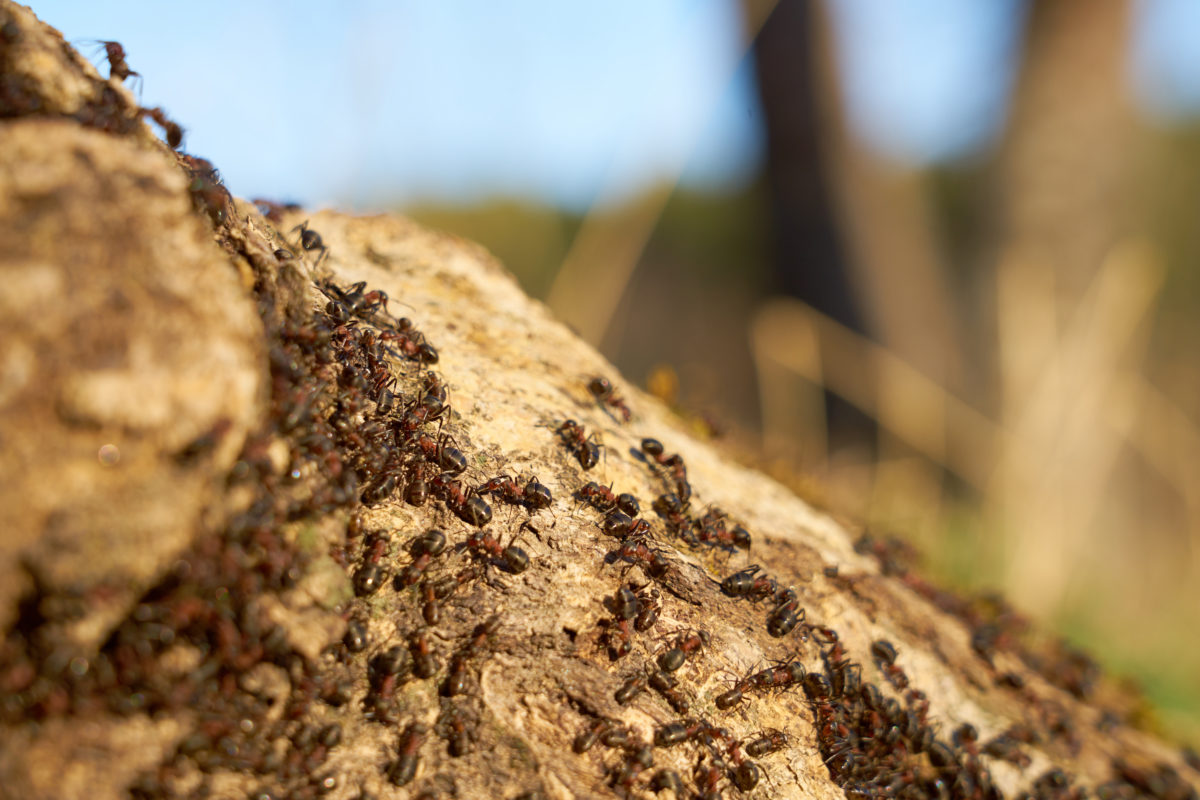 How Many Insects are There?